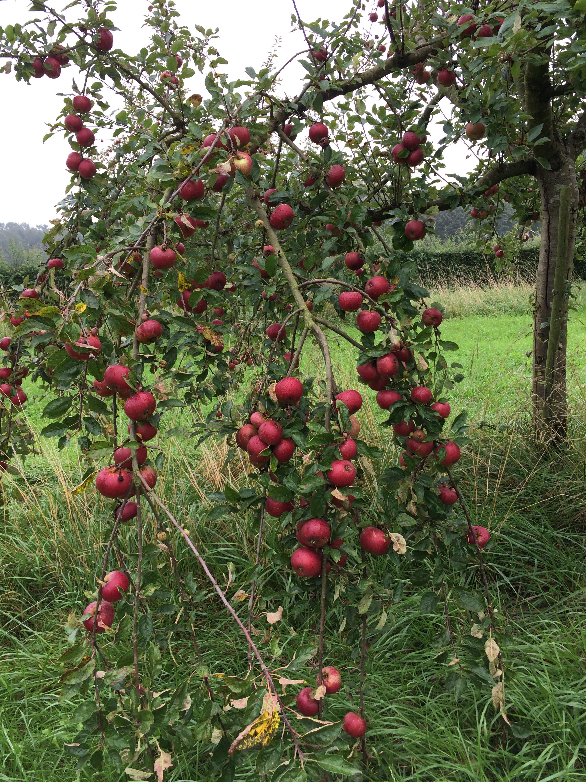 Appelrassen - Hoogstamfruit Hemmen